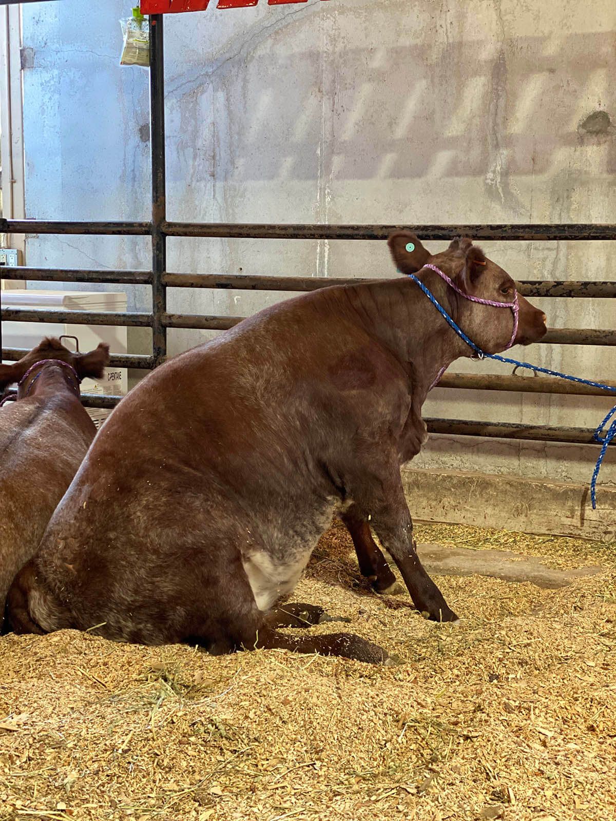 Willowbrook Development | Region